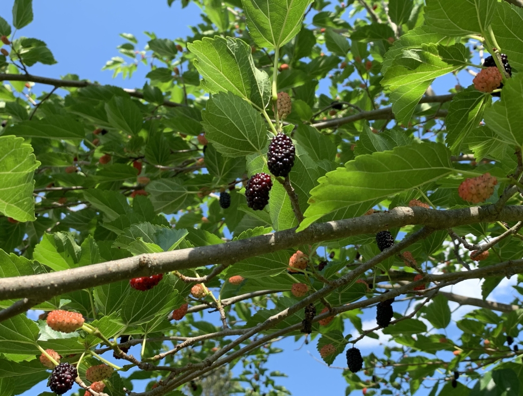 UNCOMMON BERRIES, FOR SOME – Lee Reich