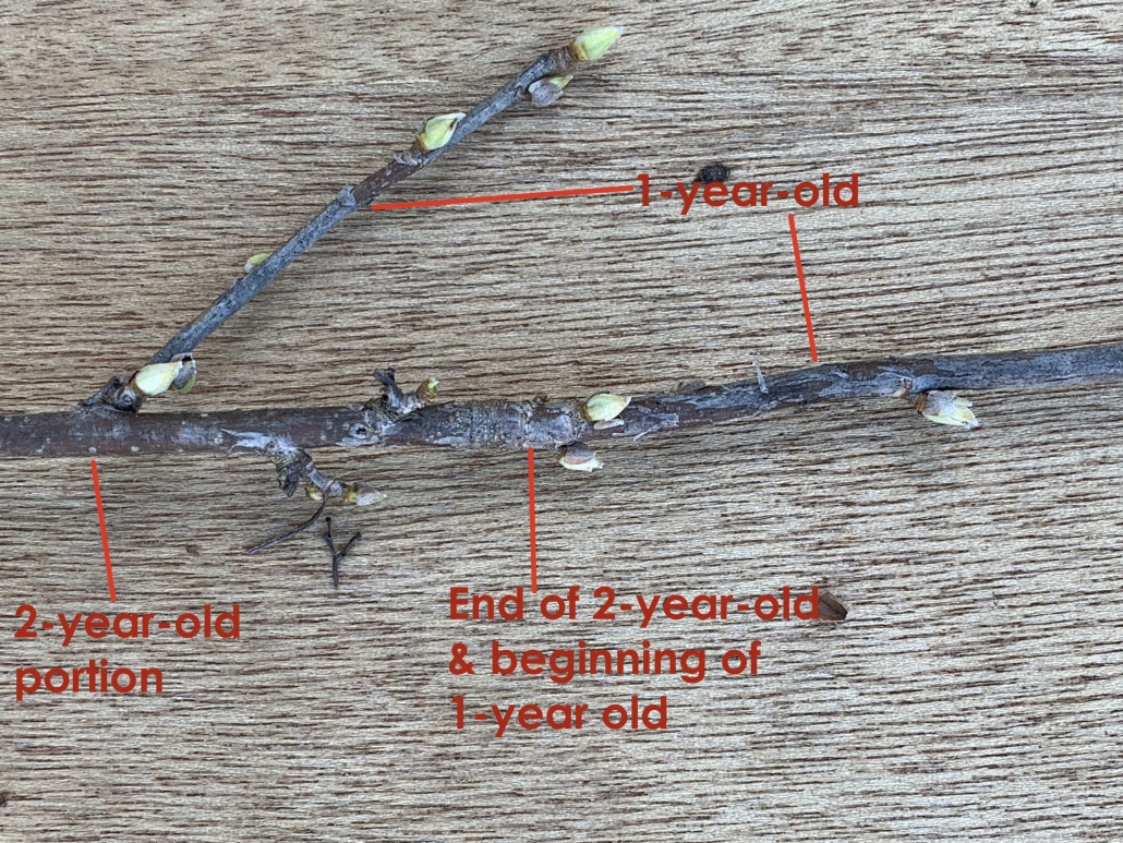HARDWOOD CUTTINGS: NOT HARD (TO DO SUCCESSFULLY) – Lee Reich