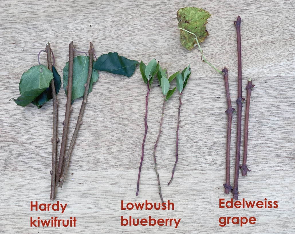 HARDWOOD CUTTINGS: NOT HARD (TO DO SUCCESSFULLY) – Lee Reich
