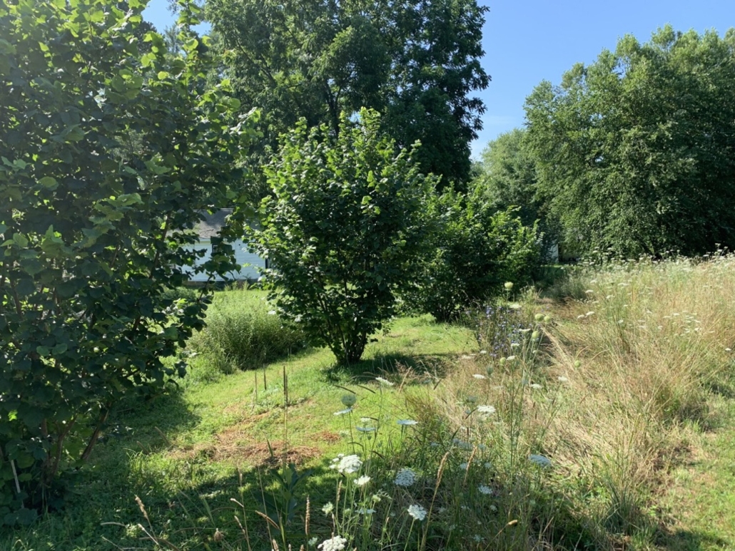 FILBERT NUTS OR HAZELNUTS? – Lee Reich