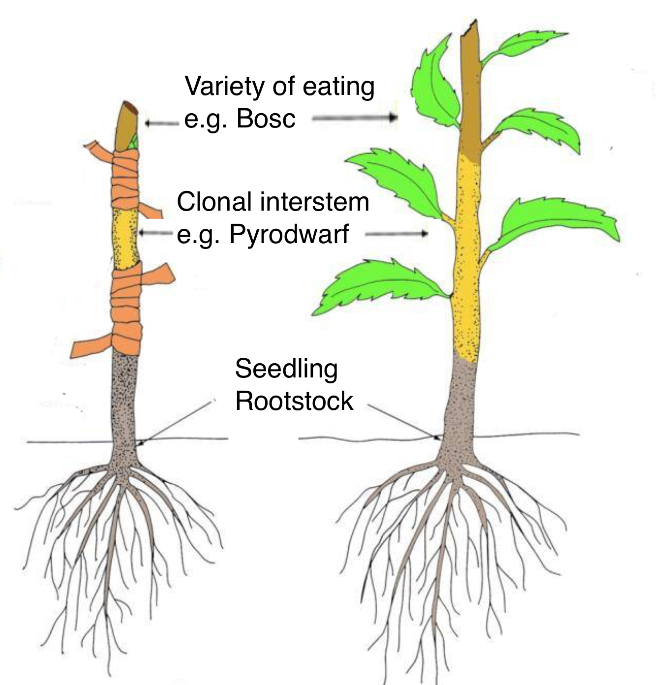 SOWING PEARS AND LETTUCES – Lee Reich