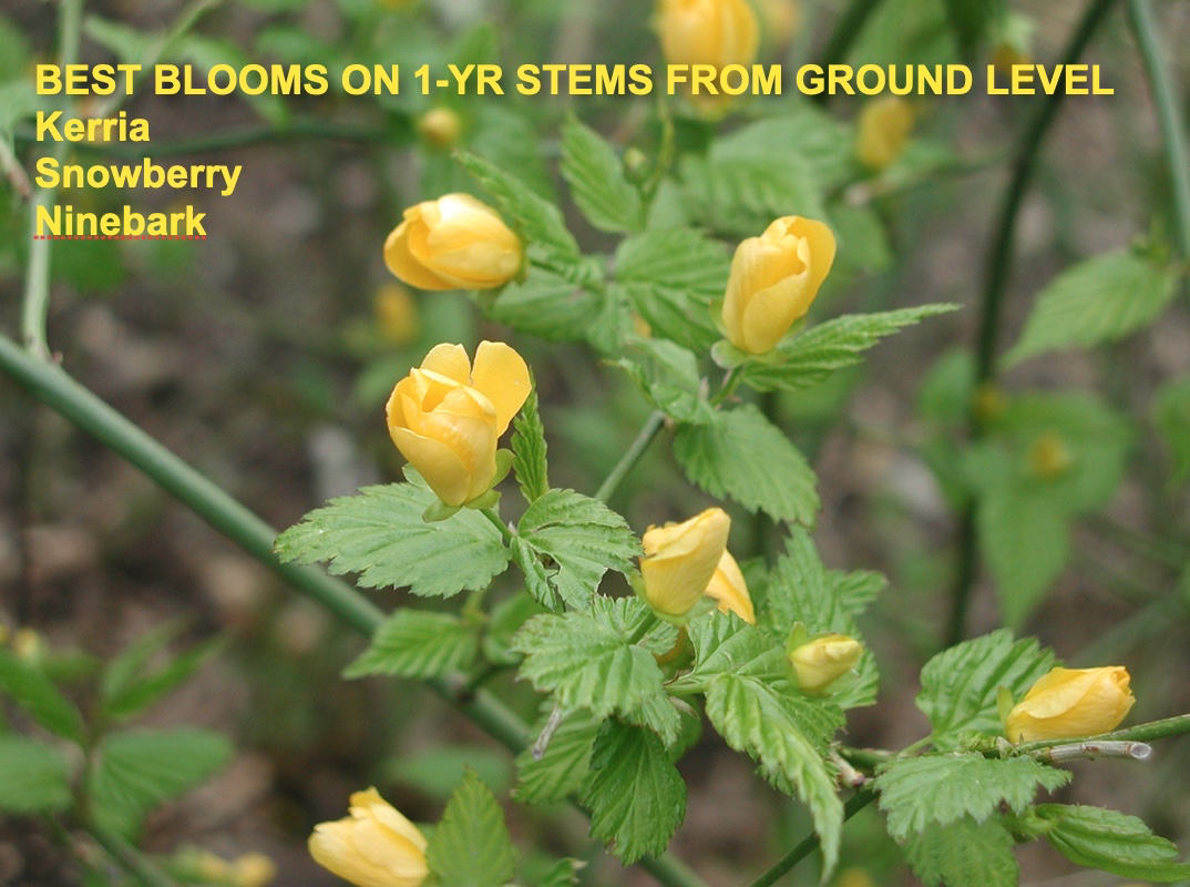 SHRUBS, I’M SHARPENING MY SHEARS AND LOPPERS – Lee Reich