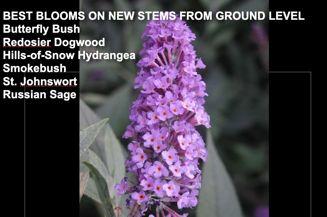 SHRUBS, I’M SHARPENING MY SHEARS AND LOPPERS – Lee Reich