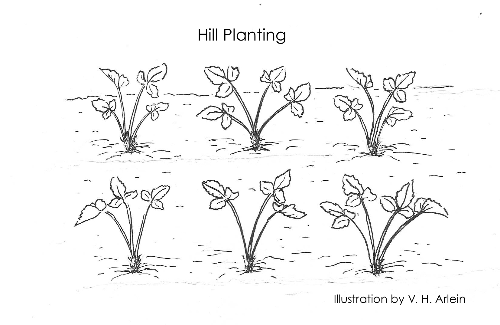 PLANT STRAWBERRY PLANT(S) – Lee Reich