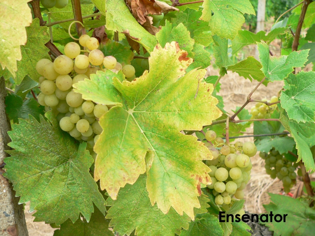 MORE OF MY FAVORITE TH . . . GRAPE VARIETIES – Lee Reich