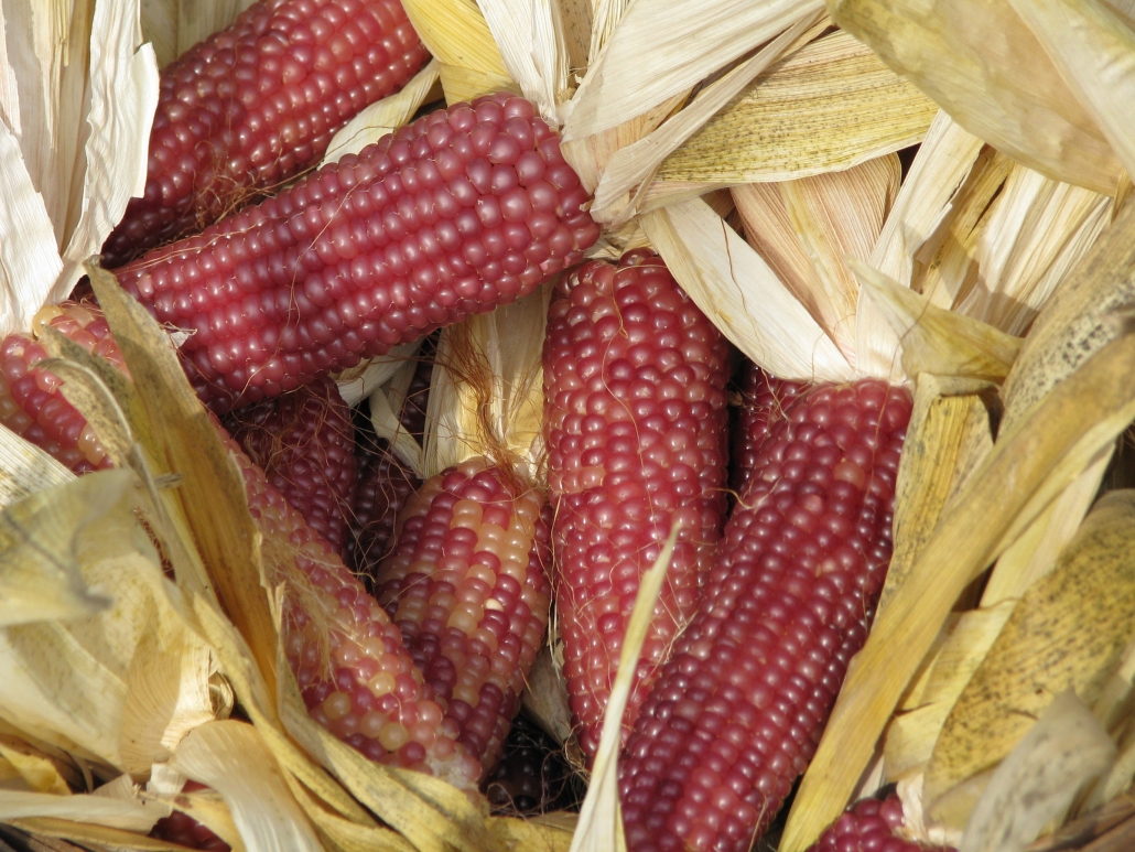 TOMATOES & CORN, TWO ALL-AMERICANS – Lee Reich