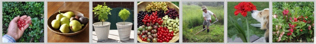 About Lee Reich – Lee Reich