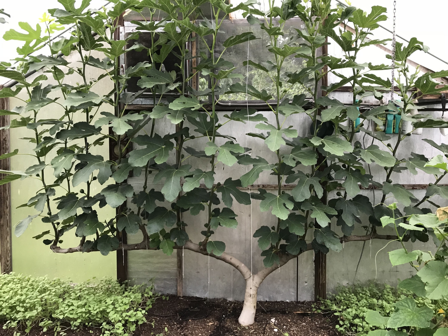 IT’S FIG SEASON! – Lee Reich
