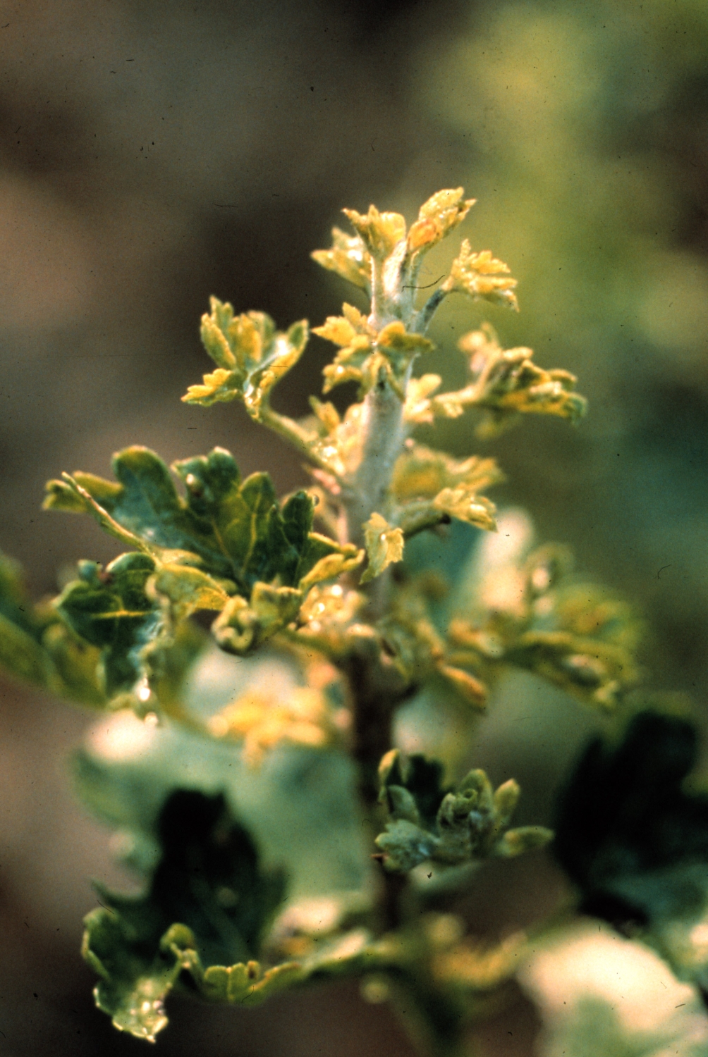 TOO MANY GOOSEBERRIES – Lee Reich