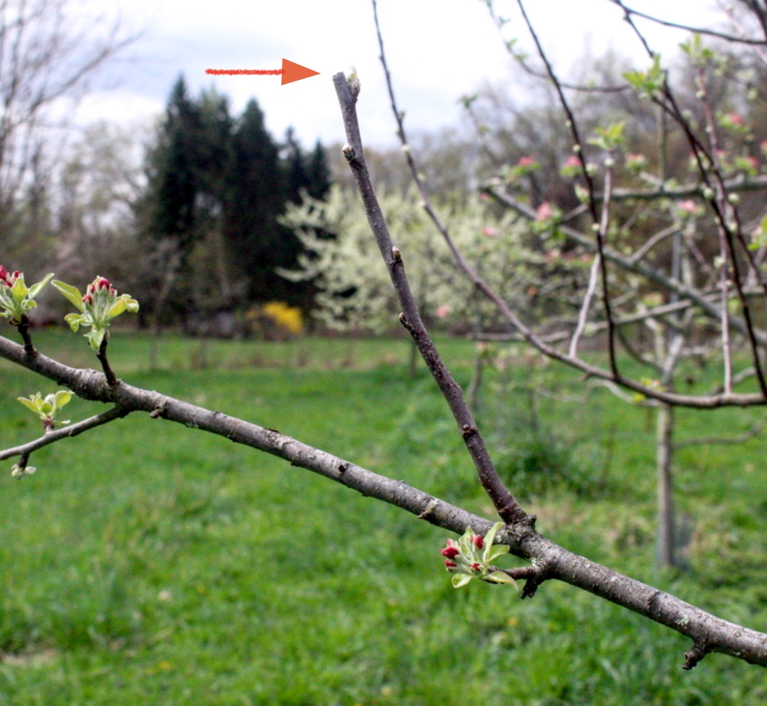 PRUNING AN APPLE TREE, A NECESSARY EVIL – Lee Reich