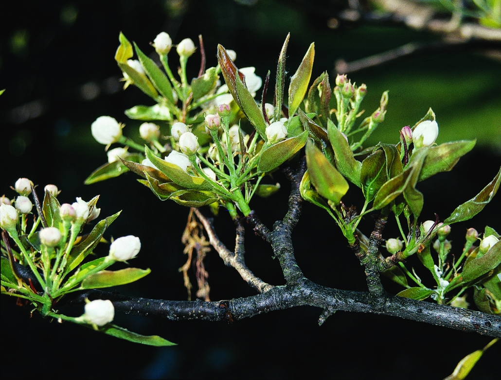 PRUNING AN APPLE TREE, A NECESSARY EVIL – Lee Reich