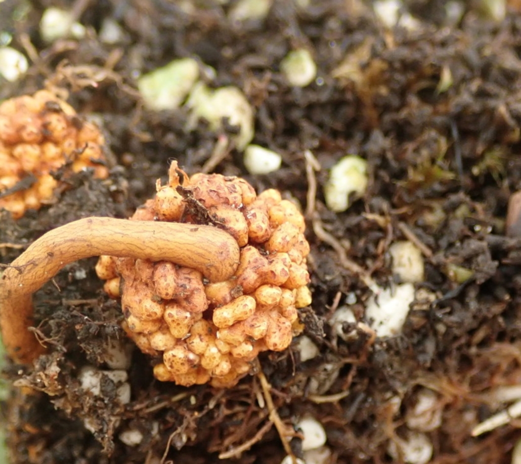 FERTILIZER GIVEAWAY – Lee Reich