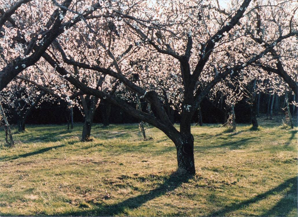A FRUITFUL YEAR? – Lee Reich