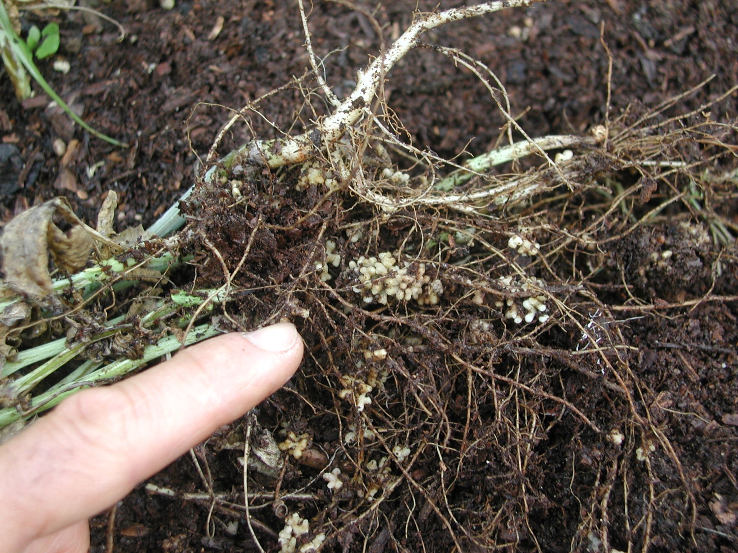 FERTILIZER GIVEAWAY – Lee Reich