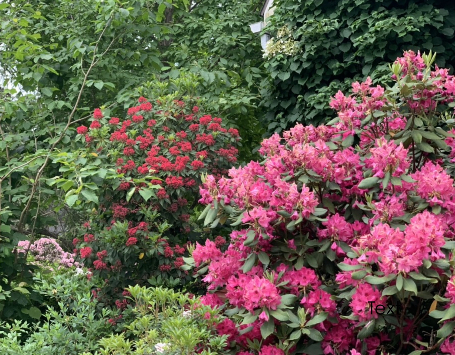 A SLIPPERY SLOPE – Lee Reich