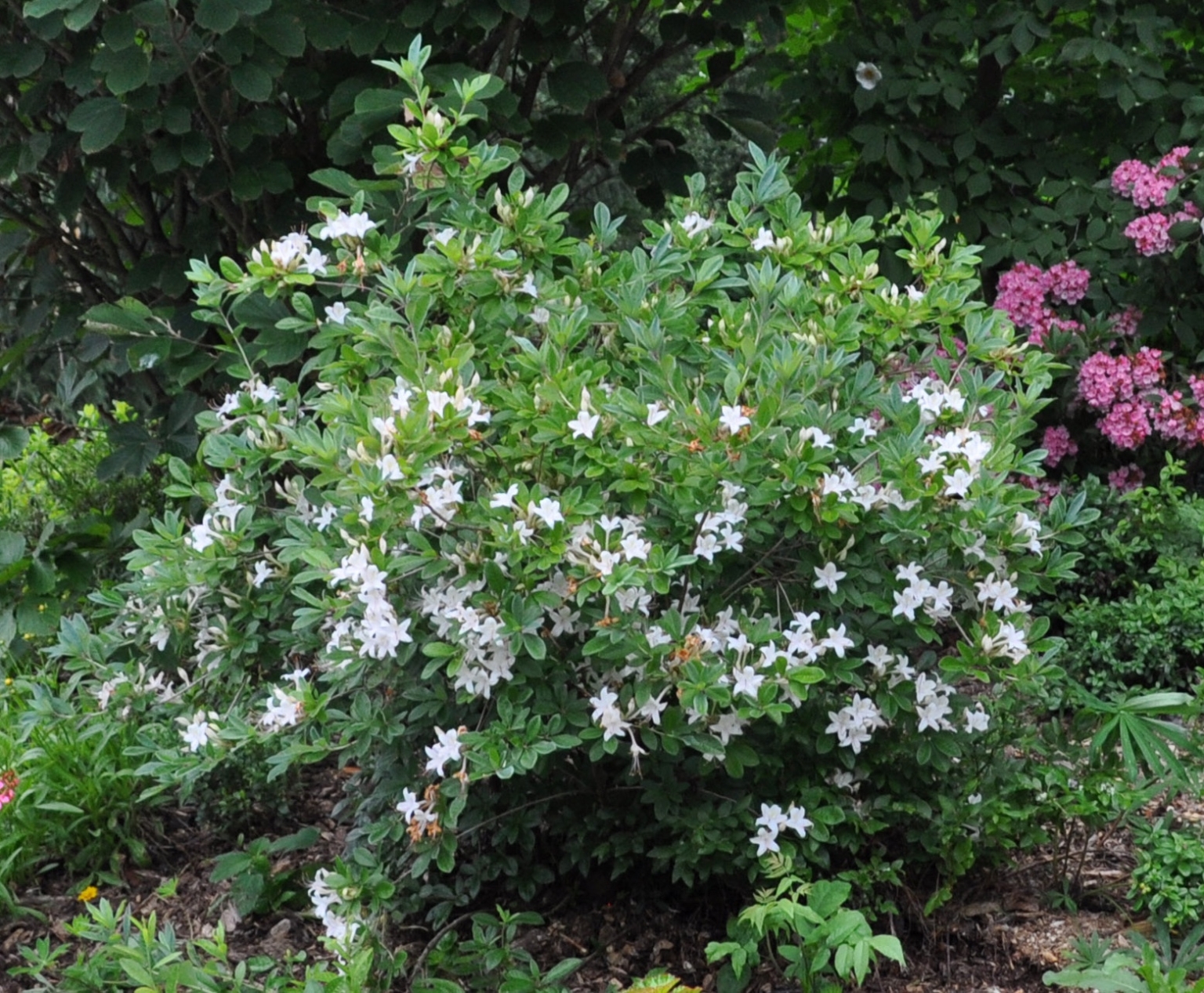 A SLIPPERY SLOPE – Lee Reich