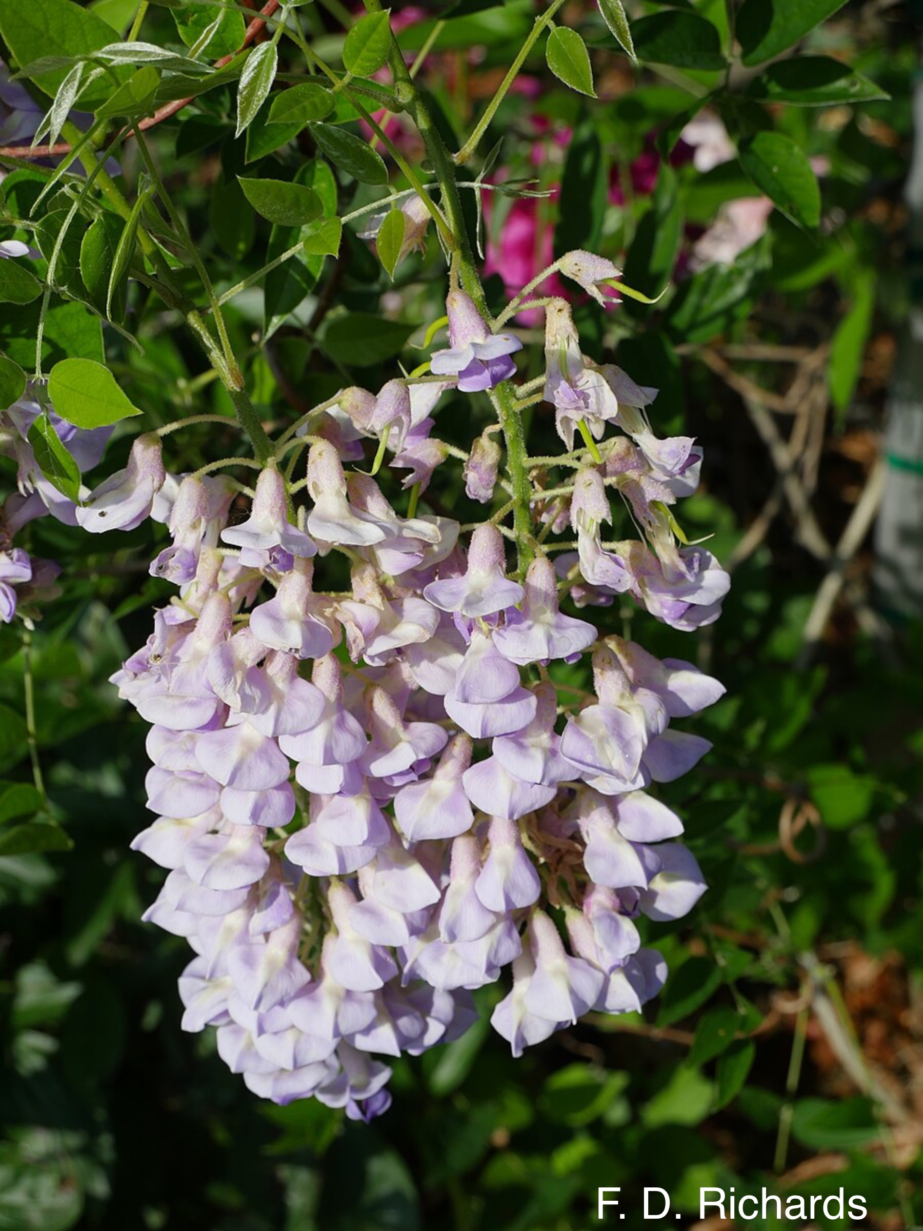 WISTERIA UPS AND DOWNS – Lee Reich