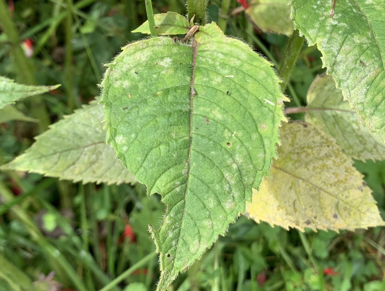 FOR THAT UNWELCOME MEDITERRANEAN LOOK – Lee Reich