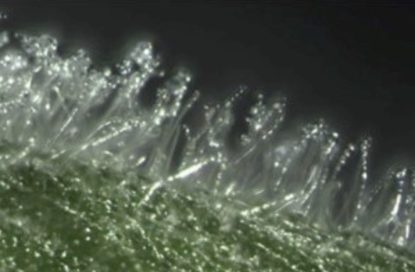 FOR THAT UNWELCOME MEDITERRANEAN LOOK – Lee Reich