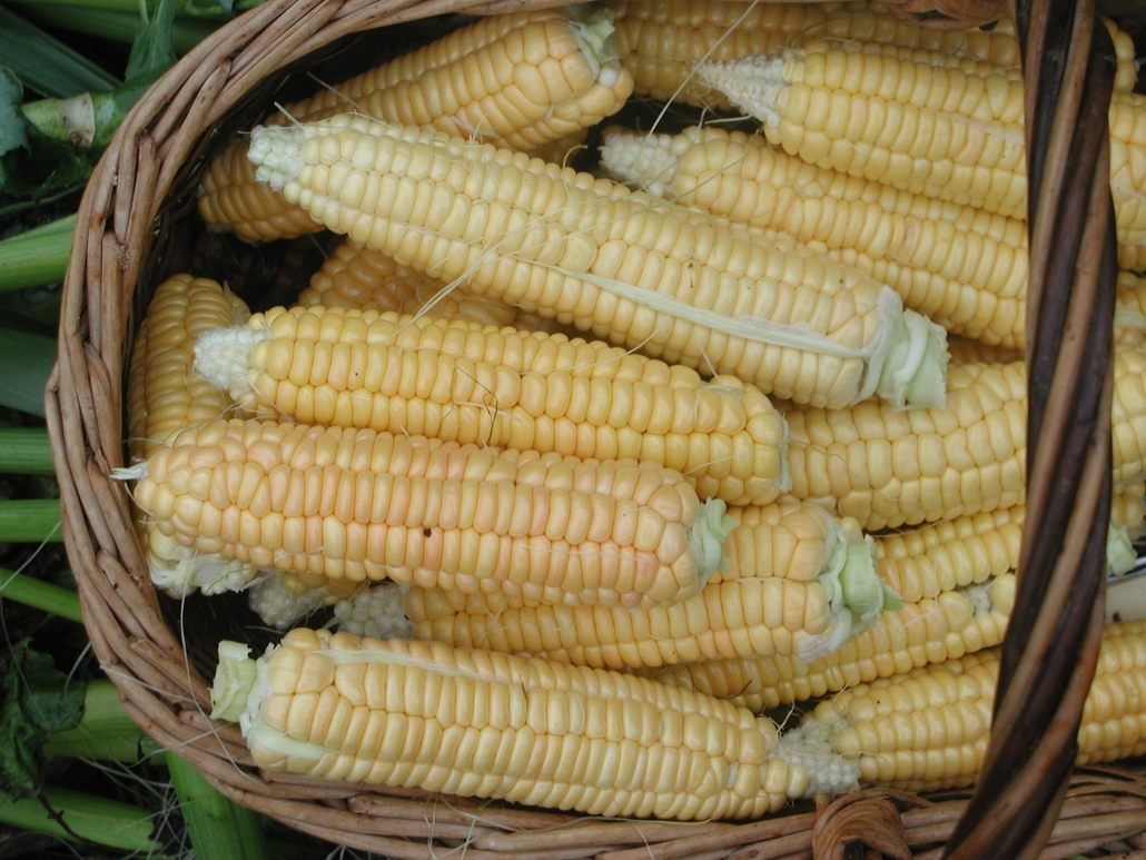 WORTH GROWING – Lee Reich