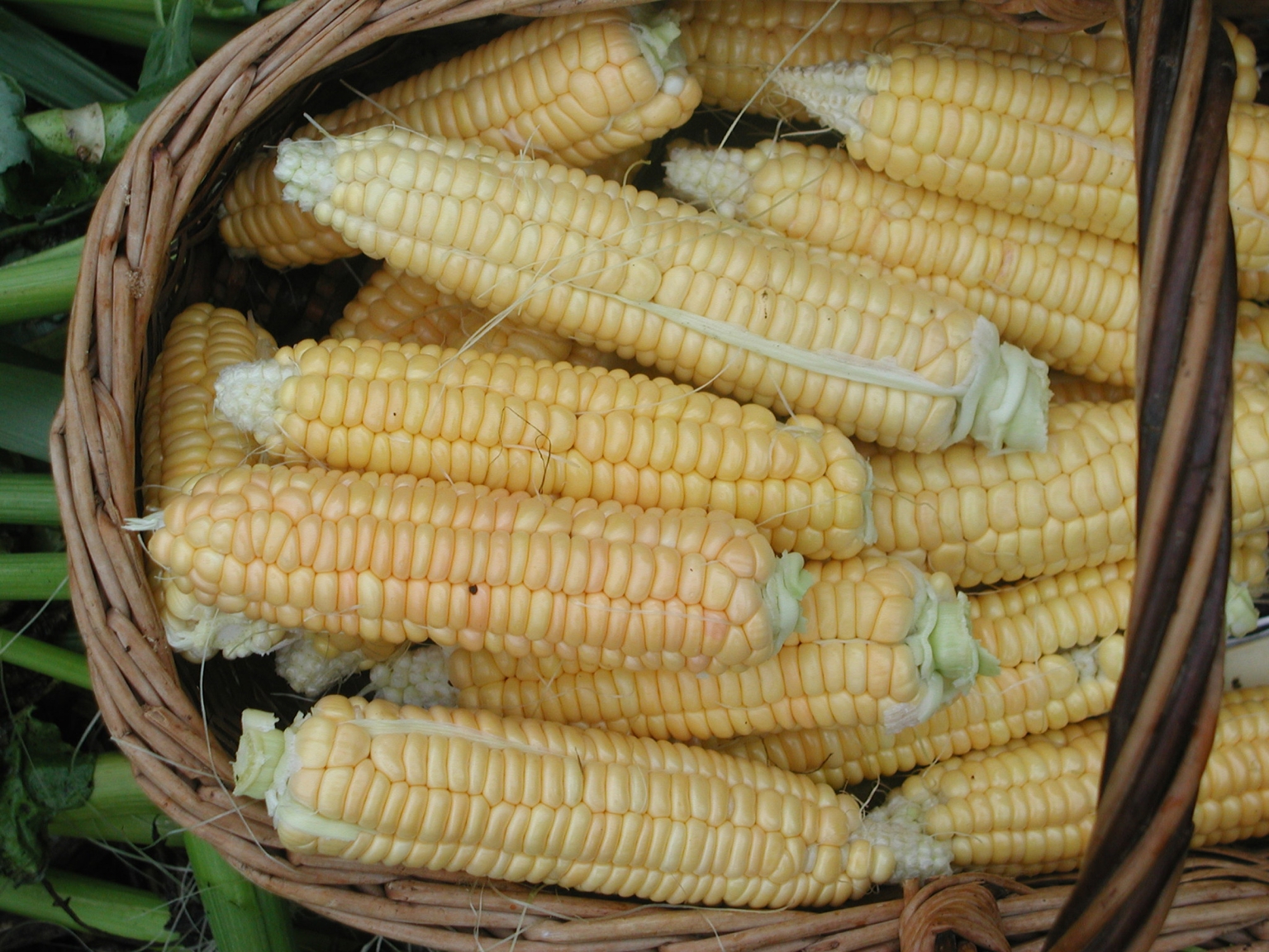 WORTH GROWING – Lee Reich