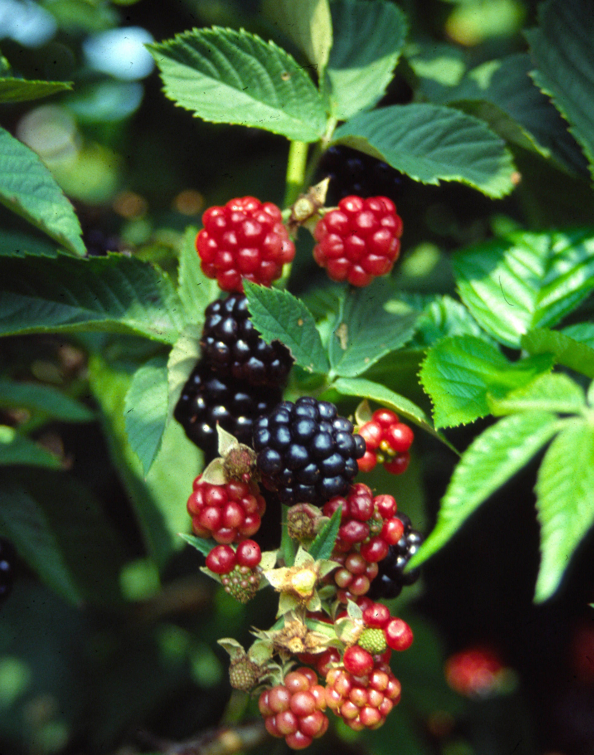 TWO BLACK BRAMBLES – Lee Reich