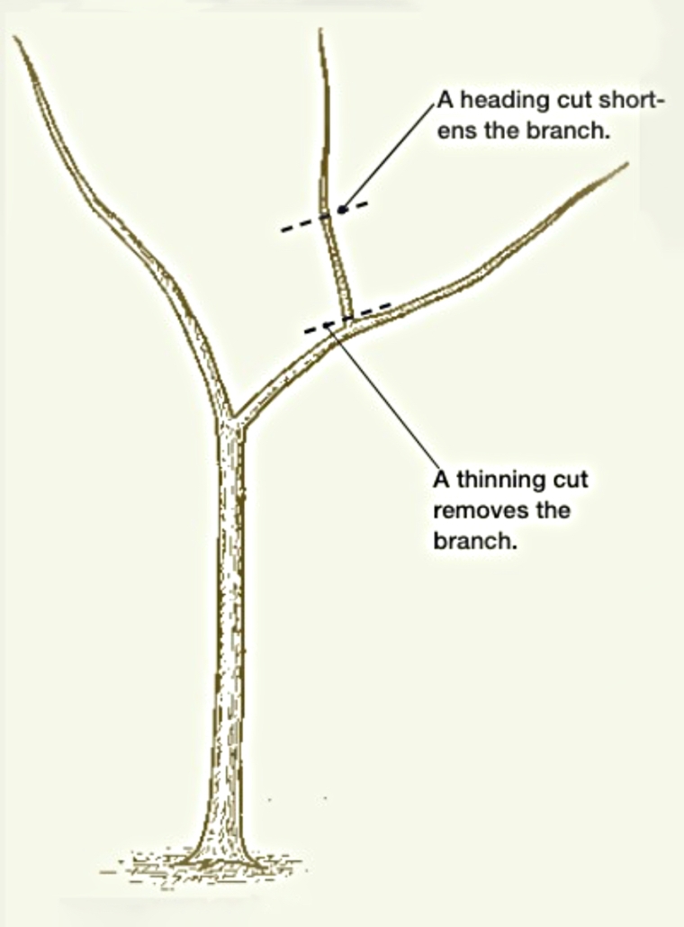 APICAL DOMINANCE — WHAT FUN! – Lee Reich
