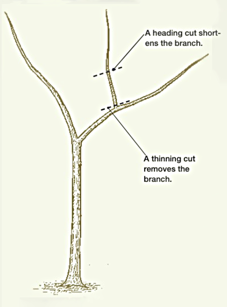 APICAL DOMINANCE — WHAT FUN! – Lee Reich