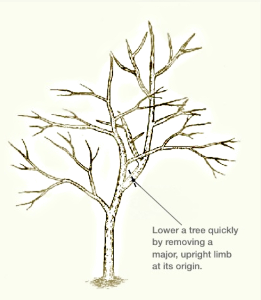 APICAL DOMINANCE — WHAT FUN! – Lee Reich