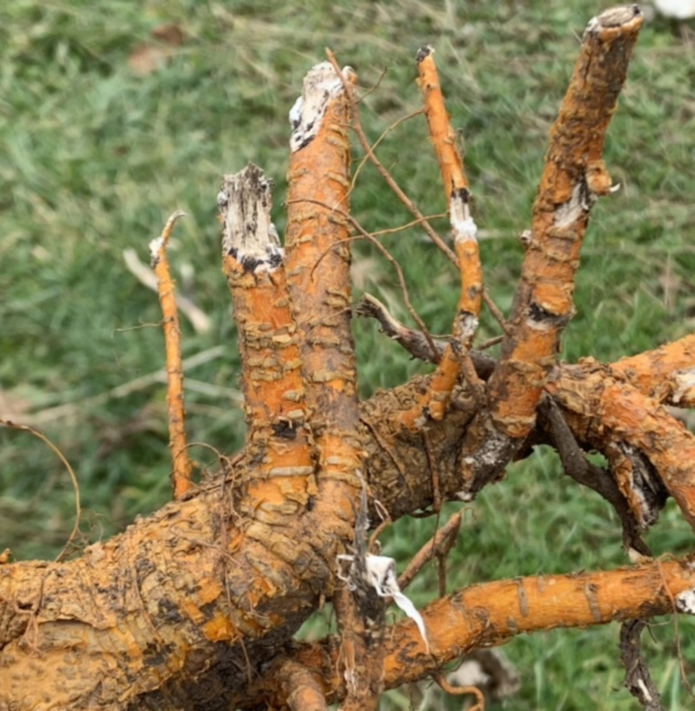 MICROFORESTRY – Lee Reich