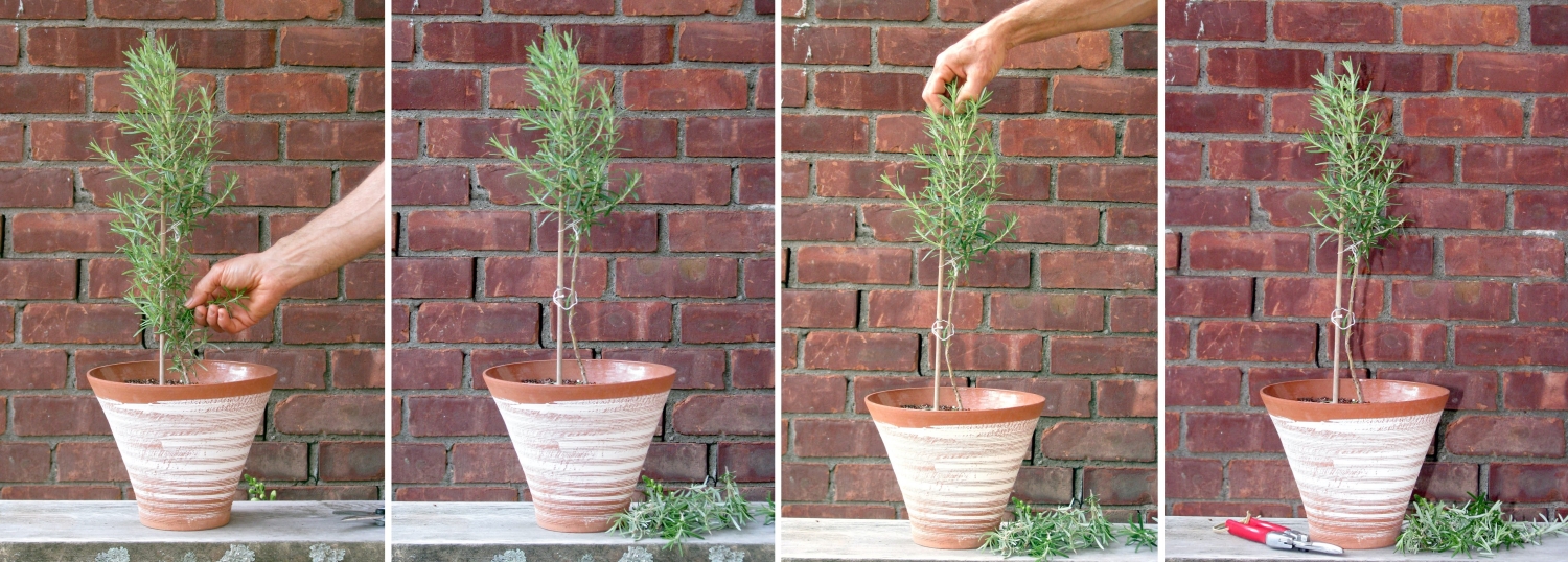 APICAL DOMINANCE — WHAT FUN! – Lee Reich