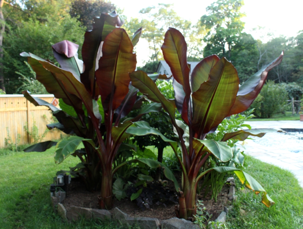 YES, WE HAVE NO BANANAS (title of 100-yr-old song) – Lee Reich