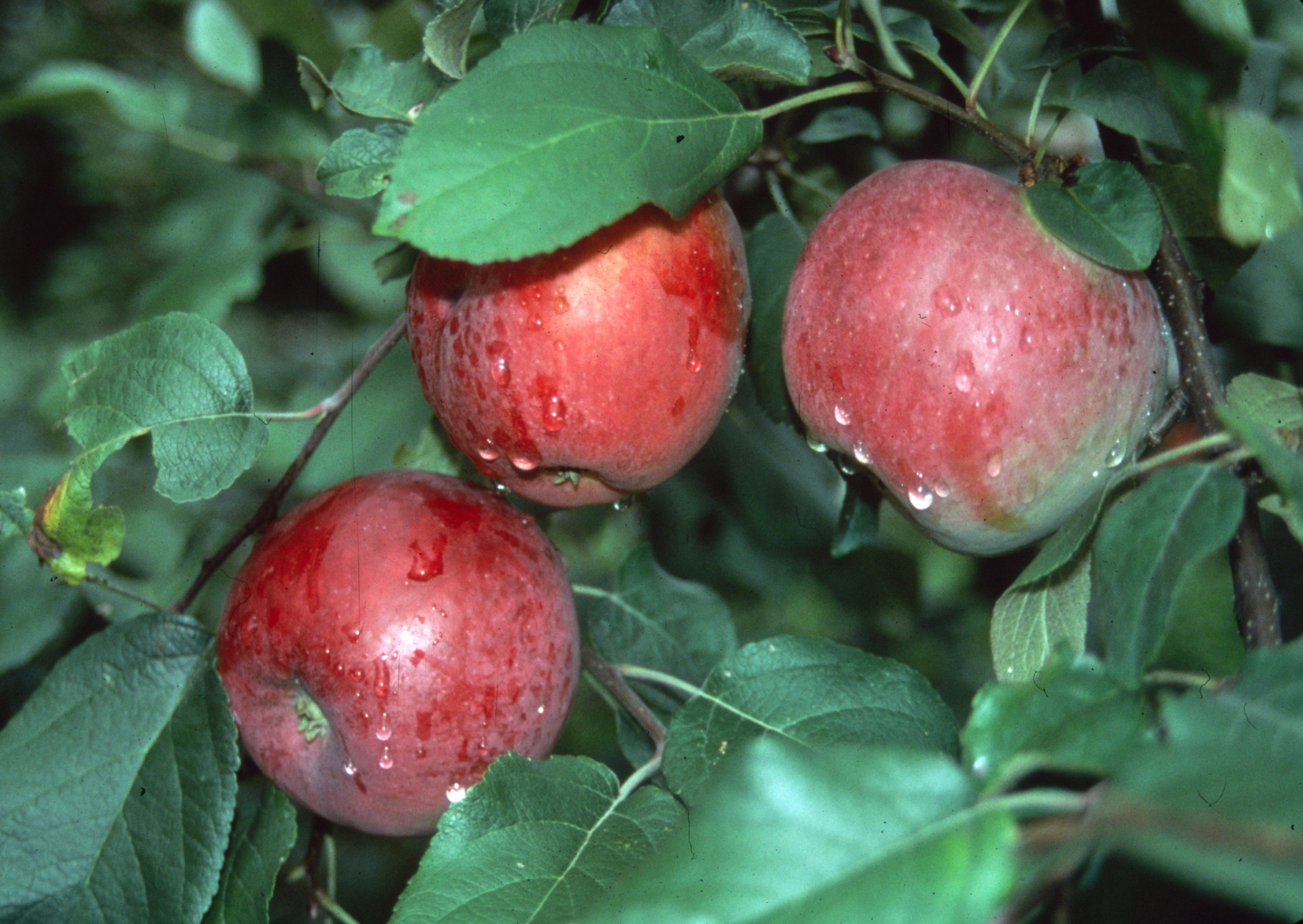 CLEAN APPLES, EDIBLE APPLES – Lee Reich