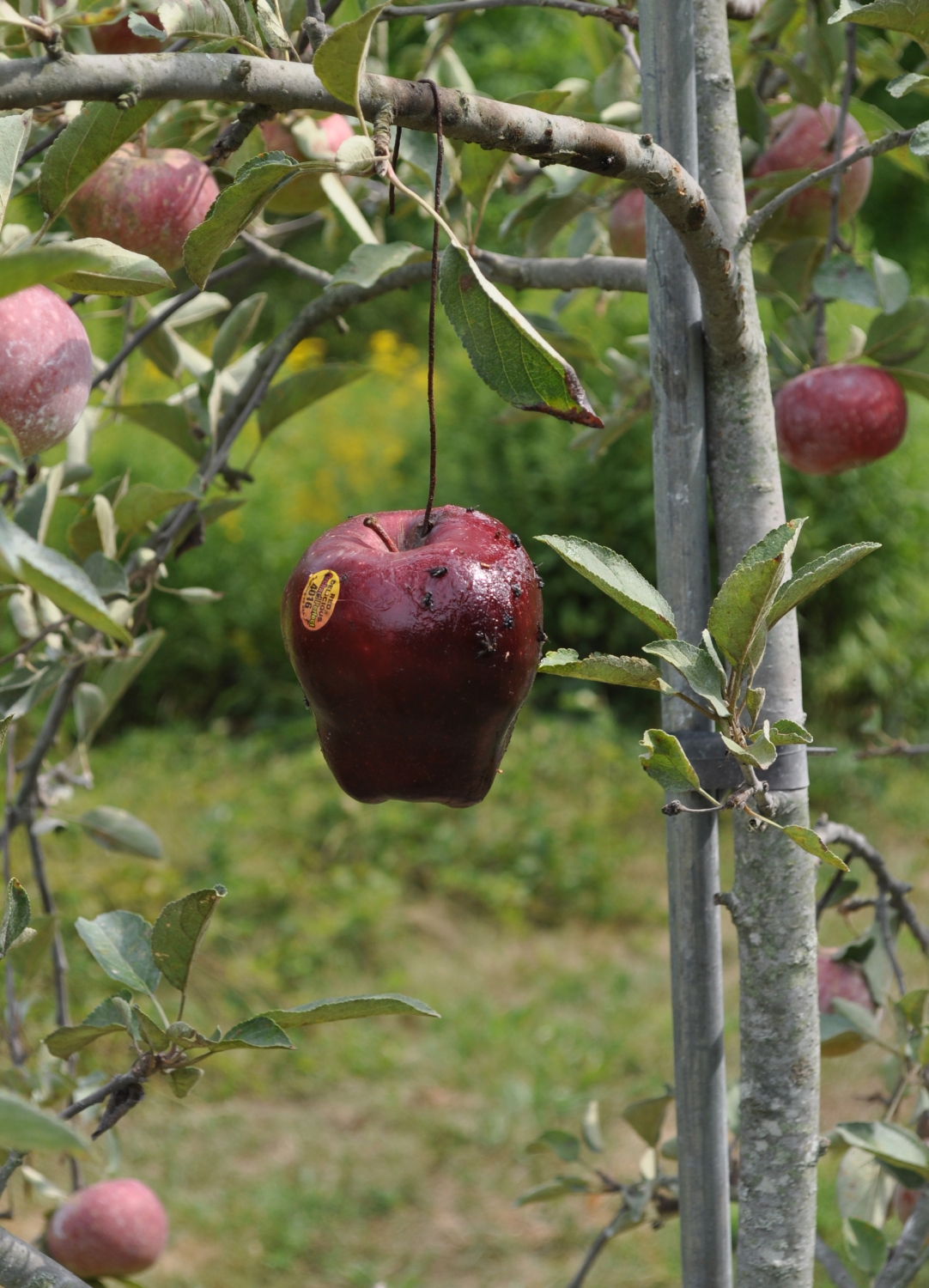 CLEAN APPLES, EDIBLE APPLES – Lee Reich