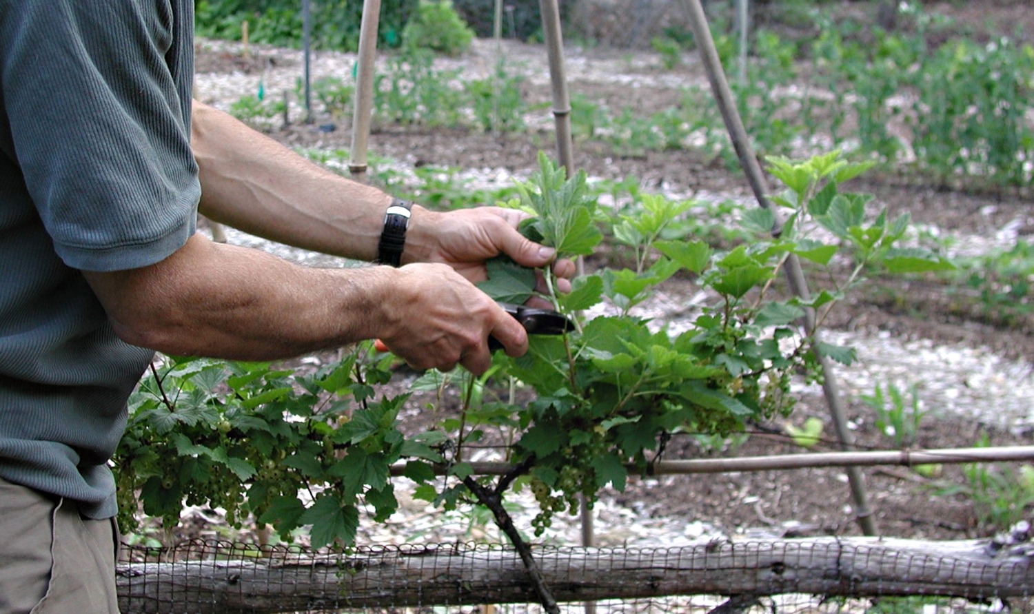 FORM & FUNCTION MEET WITH ESPALIER – Lee Reich
