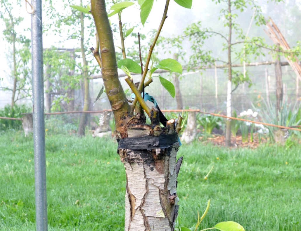 HENRY THE EIGHTH OF HORTICULTURE – Lee Reich