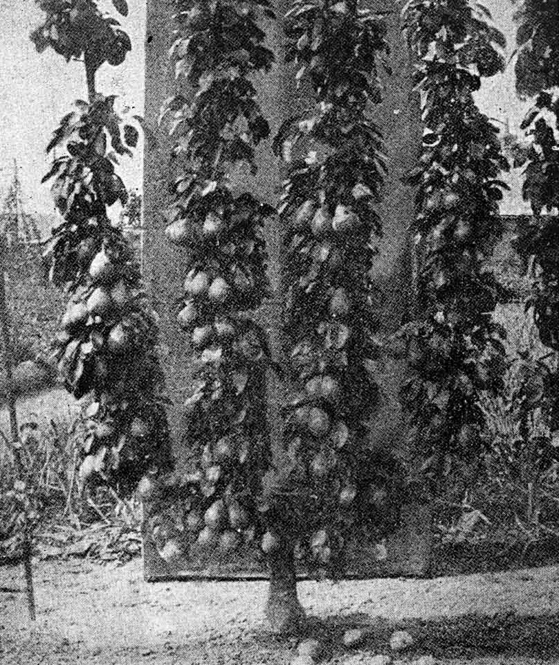 FORM & FUNCTION MEET WITH ESPALIER – Lee Reich