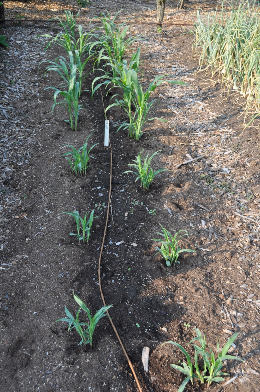 SWEET CORN: OLD VARIETY, MODERN GROWING – Lee Reich