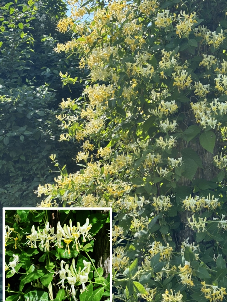 GARDEN AROMATICS – Lee Reich