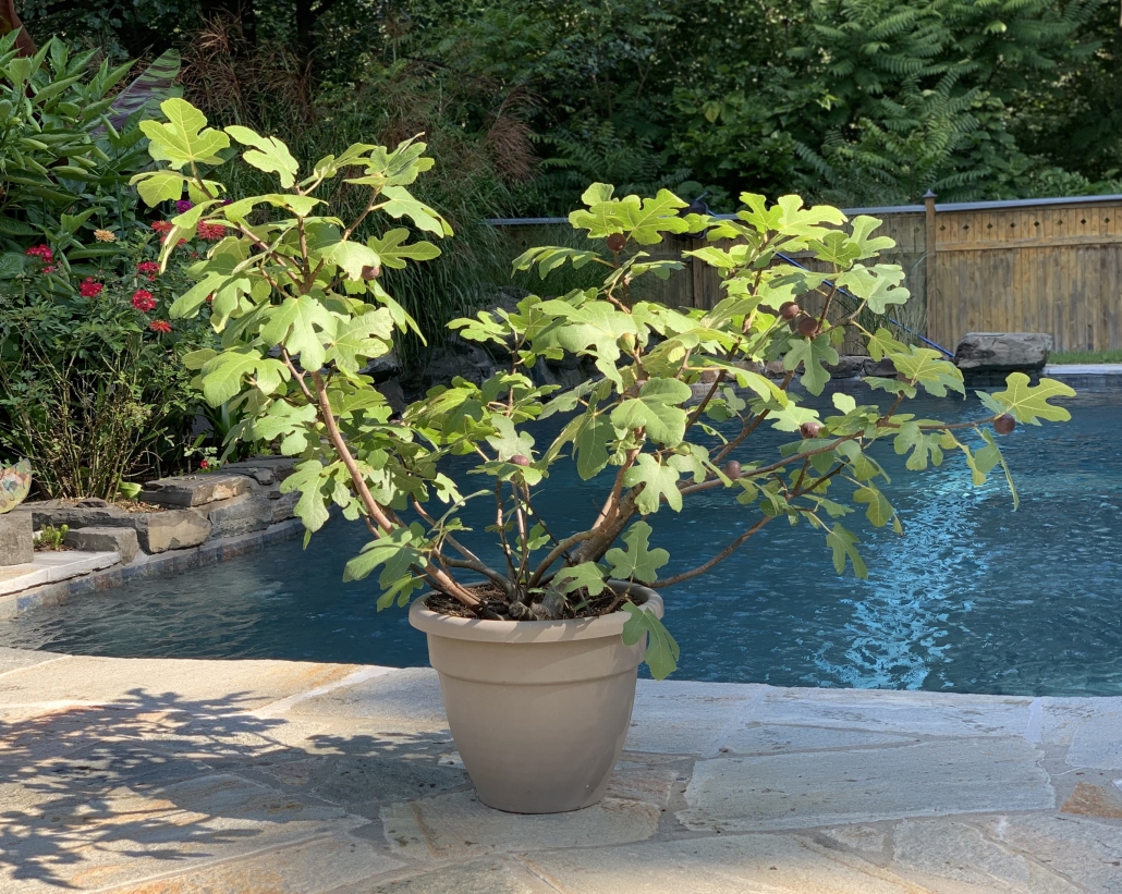 FIG SEASON – Lee Reich