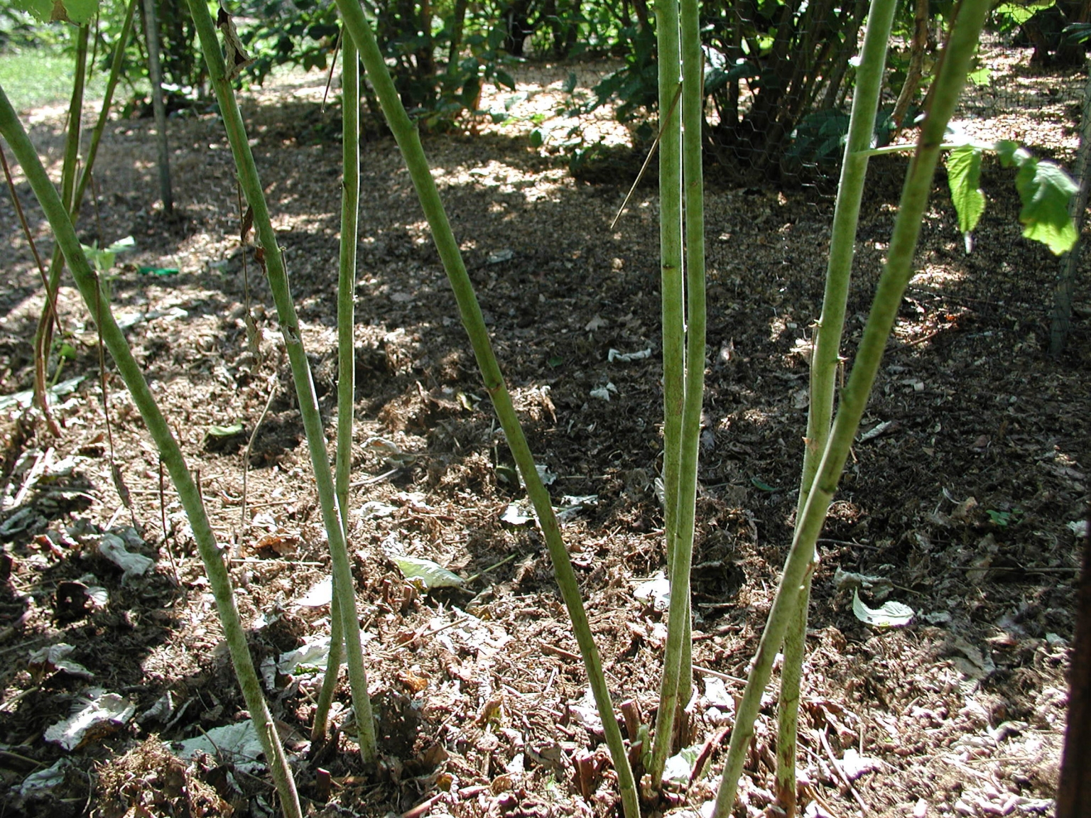 GILDED BERRIES – Lee Reich