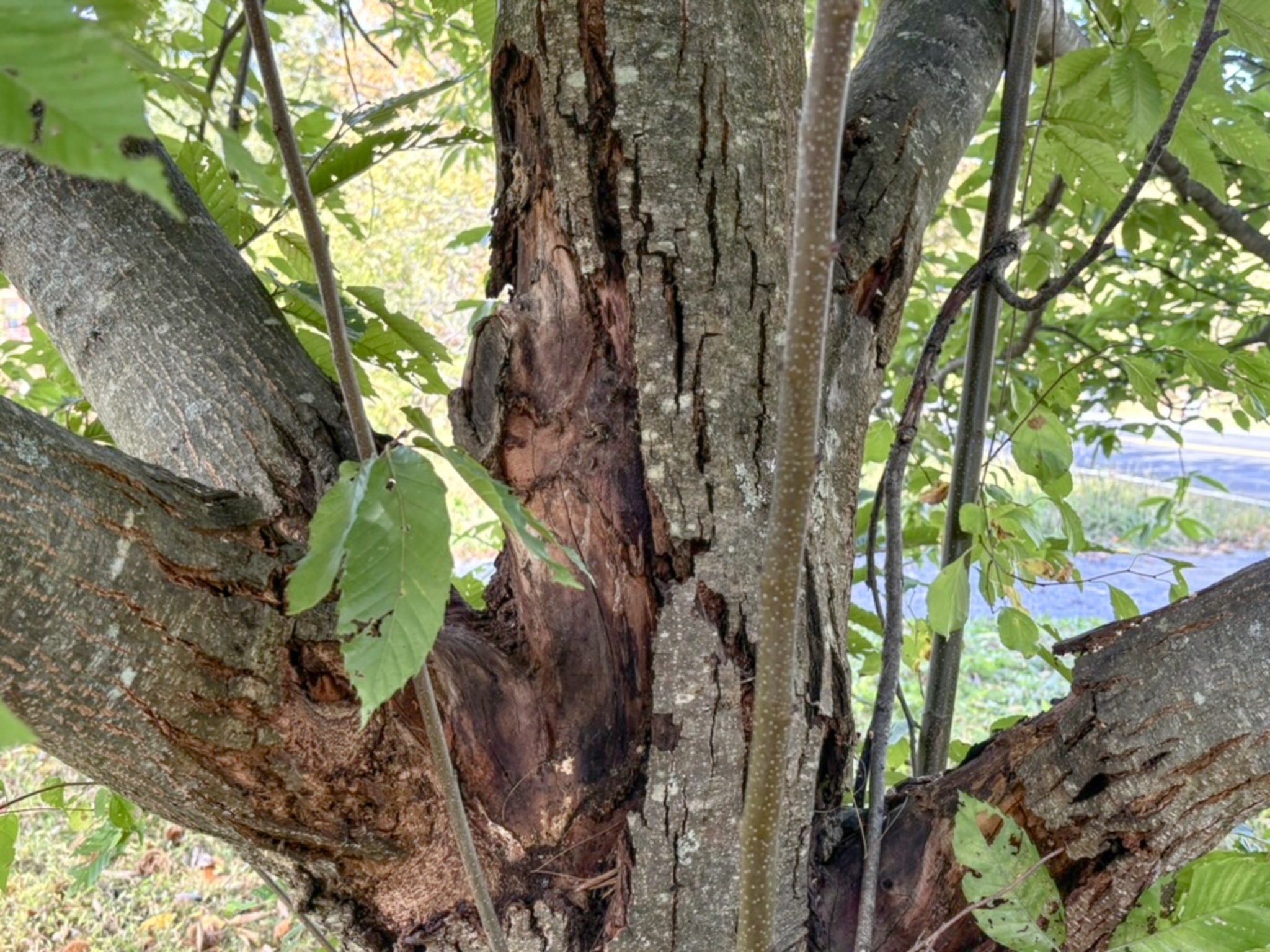 UPS AND DOWNS AND UPS WITH CHESTNUTS – Lee Reich