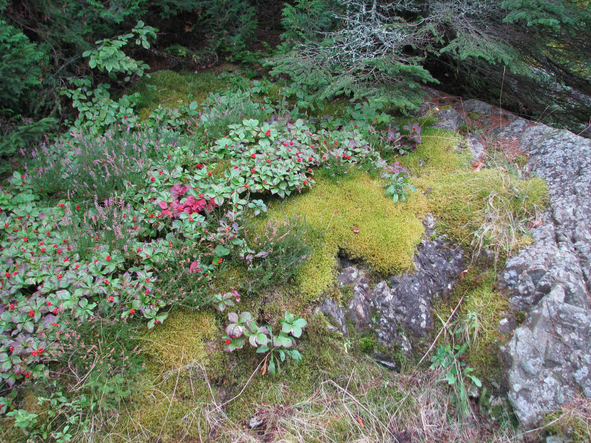 A WELCOME TOUCH OF GREENERY – Lee Reich