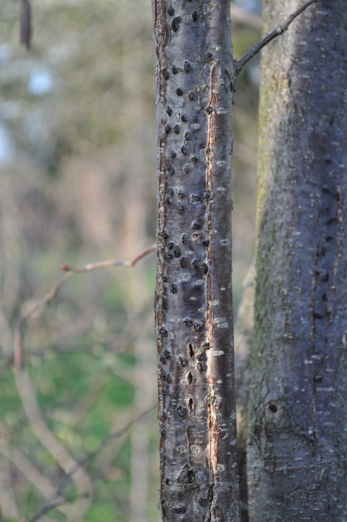 TEN ESSENTIAL PRUNING TIPS – Lee Reich