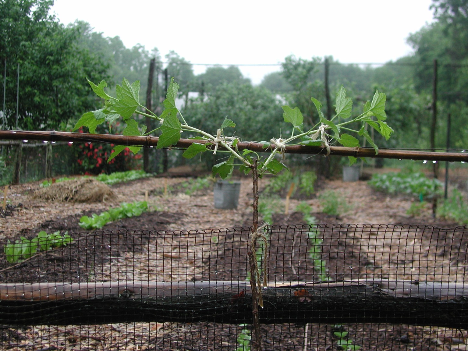 ESPALIER, A TASTY FUSION OF ART AND SCIENCE – Lee Reich